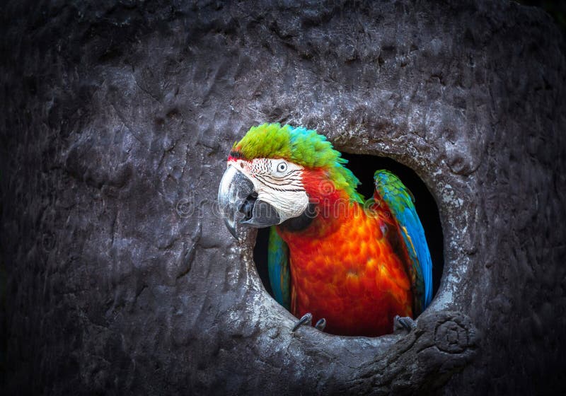 Parrot in tree hole. stock image. Image of lorikeet - 273644297