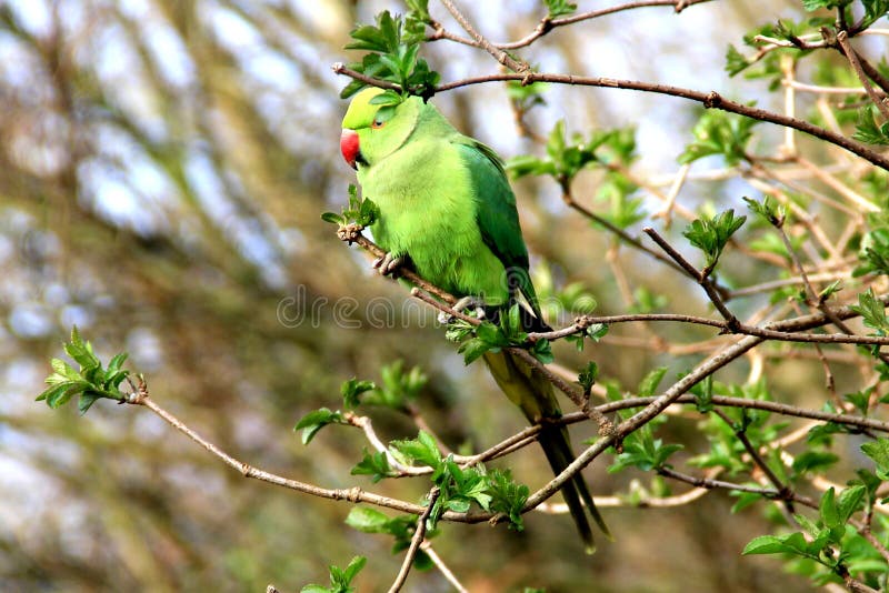A Parrot in the Tree stock photo. Image of talking, beak - 51668594