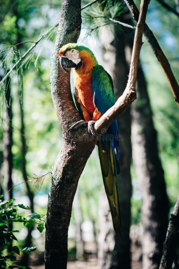 Parrot on the tree stock image. Image of island, jungles - 88435449