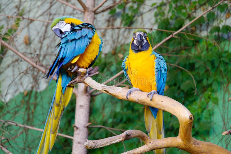 Parrot on the Tree editorial photo. Image of wildlife - 93598961