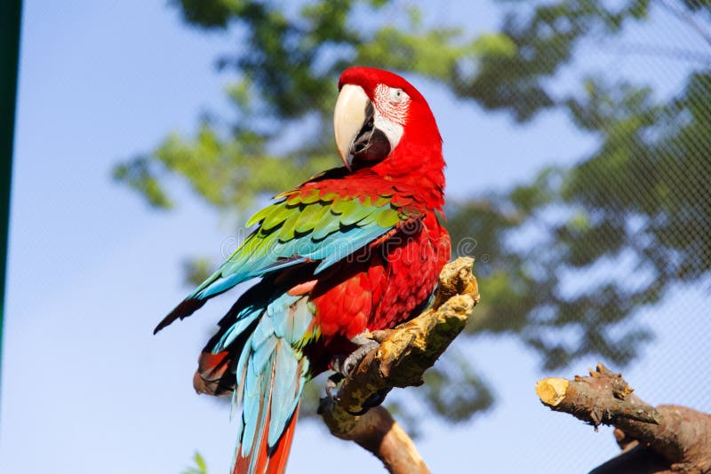 Parrot on the Tree editorial photo. Image of bright, blue - 93599216