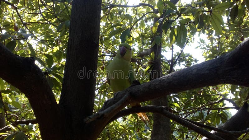 Parrot on tree stock image. Image of tree, birds, good - 80488699