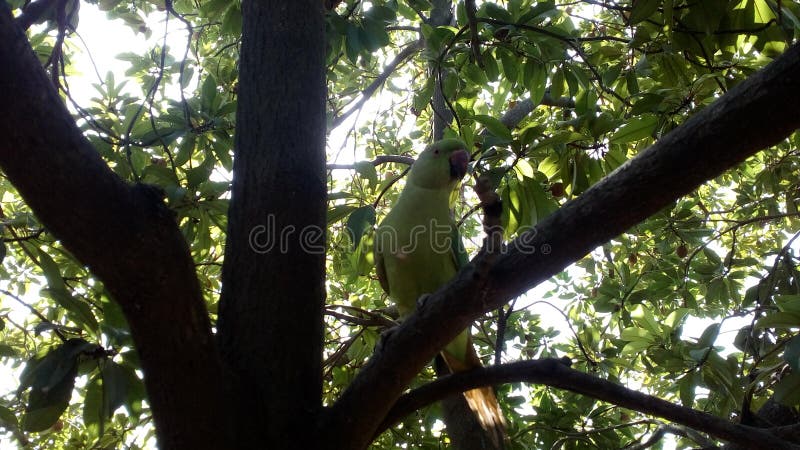 Parrot on tree stock image. Image of parrot, beautiful - 80489259