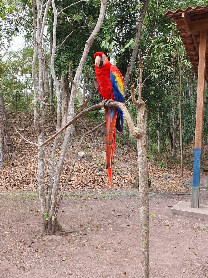 Parrot on the tree stock photo. Image of flower, soil - 178561758