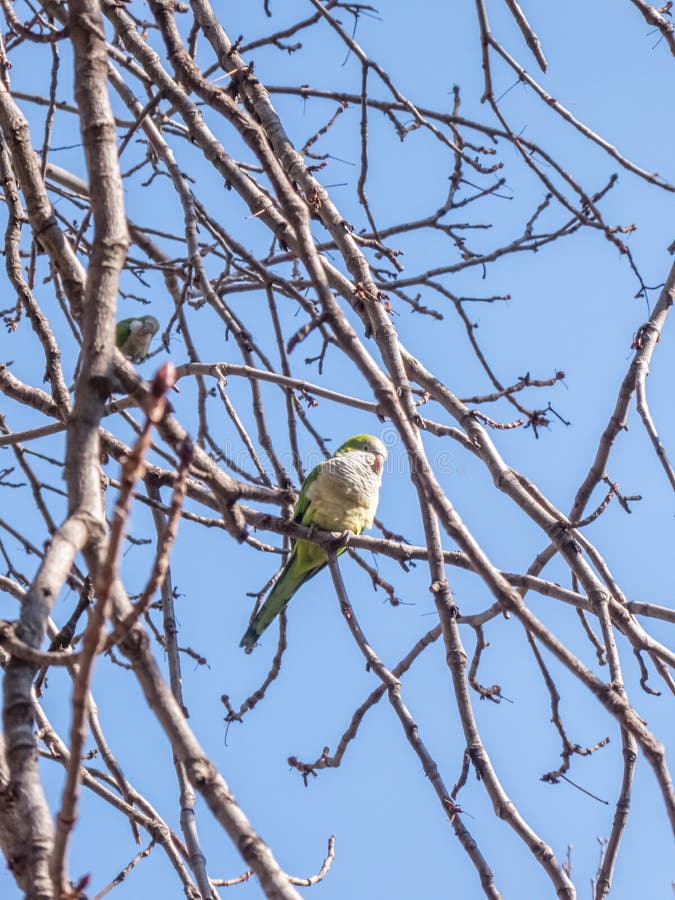 Parrot on a tree stock photo. Image of health, natural - 173453642