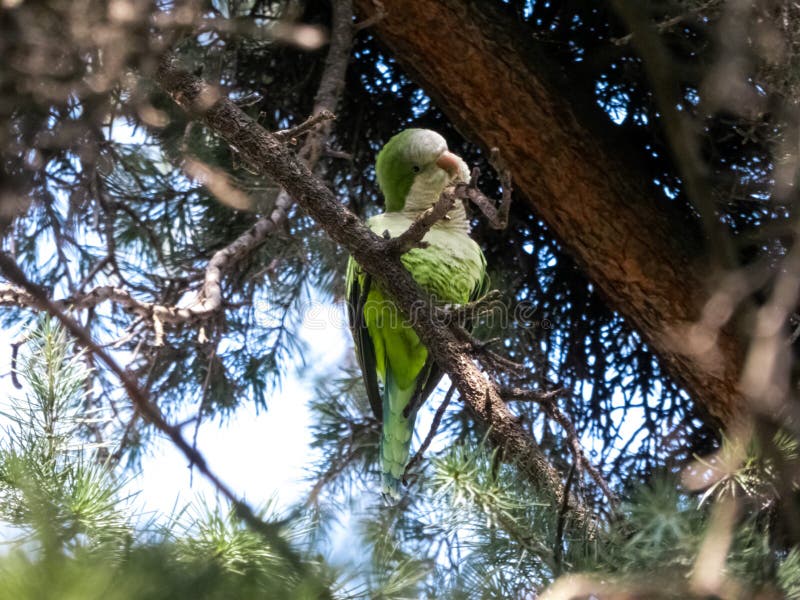 Parrot on a tree stock photo. Image of myiopsitta, meadow - 173453656