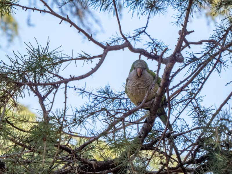 Parrot on a tree stock image. Image of wildlife, monk - 173453673