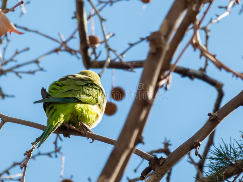 Parrot on a tree stock image. Image of grass, quaker - 173453729