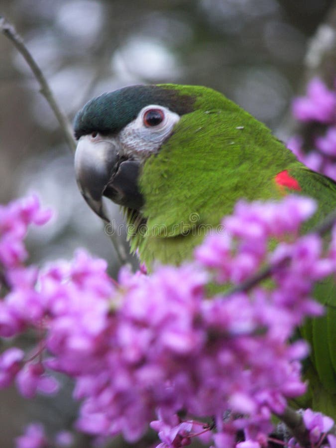 Parrot in tree stock image. Image of tree, green, purple - 147925529