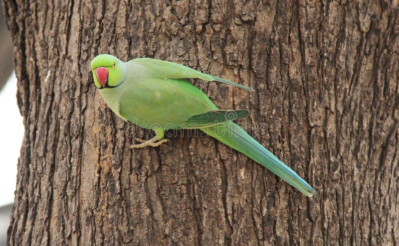 Parrot on tree trunk stock photo. Image of jungle, colorful - 39623402
