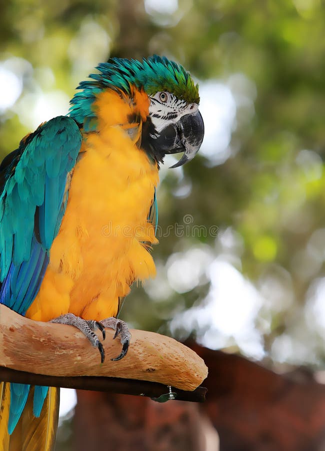 A parrot on a tree trunk stock photo. Image of resting - 107727348