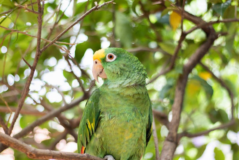 Parrot on a Tree Waiting To Be Photographed Stock Photo - Image of ...