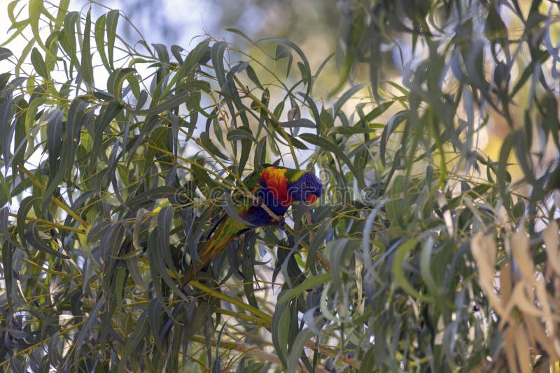 Whats down below stock image. Image of tree, parrot - 111225509