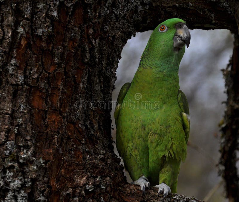 Parrot in a tree stock image. Image of amazona, greens - 35805203