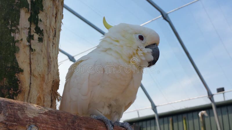 Parrot stock photo. Image of trip, parrot, lake, safari - 59662114