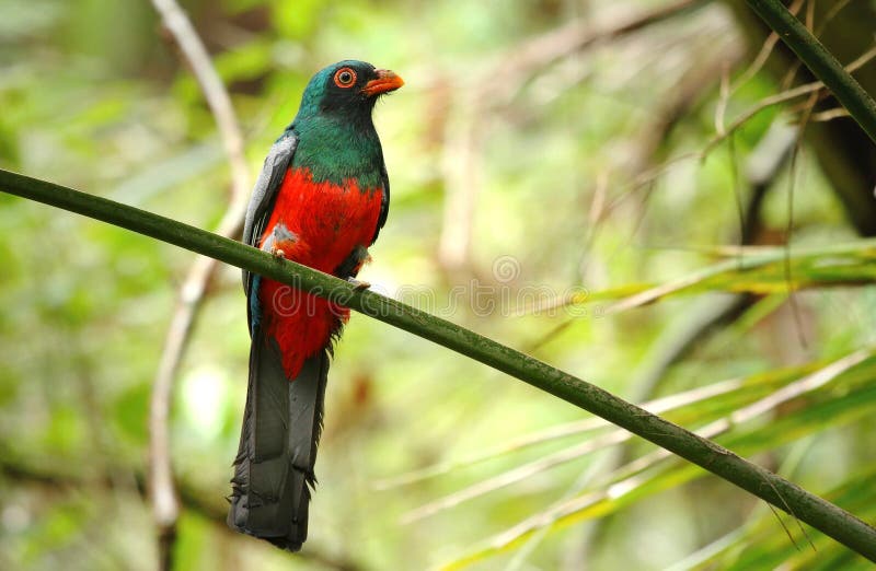 Parrot Trogon massena stock image. Image of forest, feather - 72430871