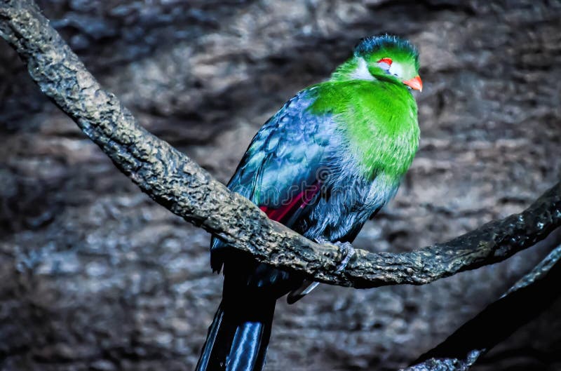Parrot Tropical Bird stock photo. Image of conure, wildlife - 233034992
