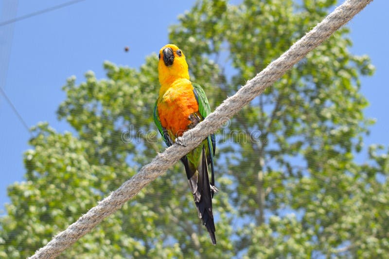Parrot, Tropical Bird in the Zoo of Barcelona Stock Photo - Image of ...