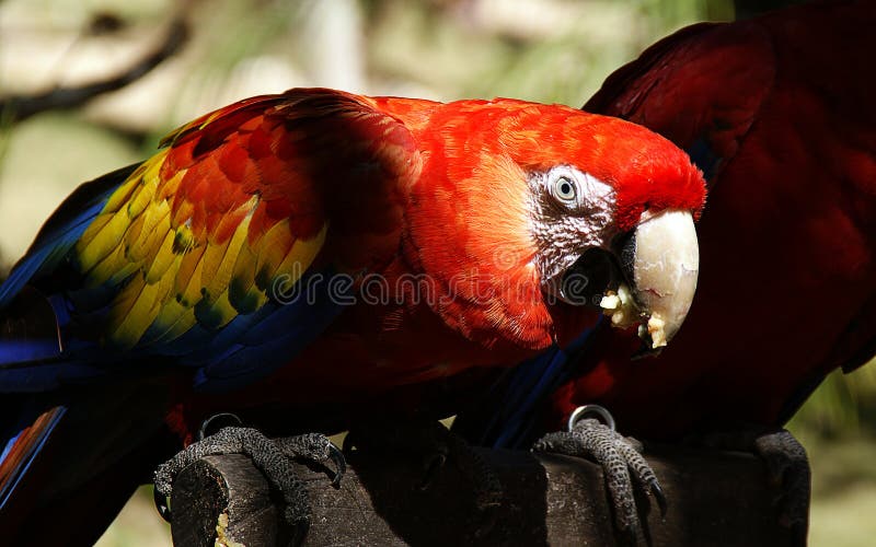 Parrot Tropical Birds Eating on a Tree Stock Image - Image of natural ...