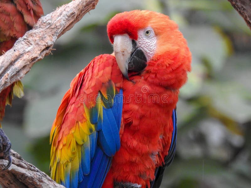 Parrot stock image. Image of forest, blue, nature, maccow - 138923549