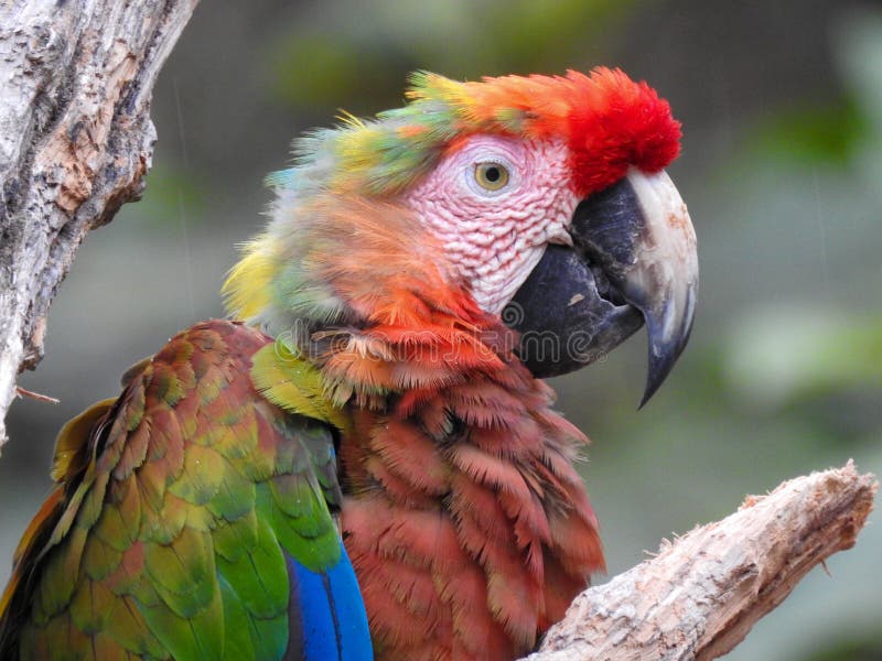 Parrot stock image. Image of forest, blue, nature, maccow - 138923549