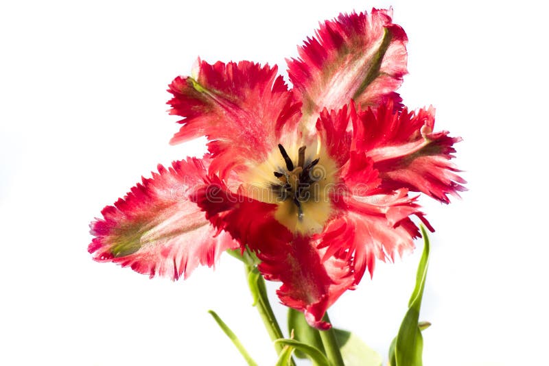 Single Red Tulip in Lushly Flowering Blue Hyacinth Field Stock Photo ...