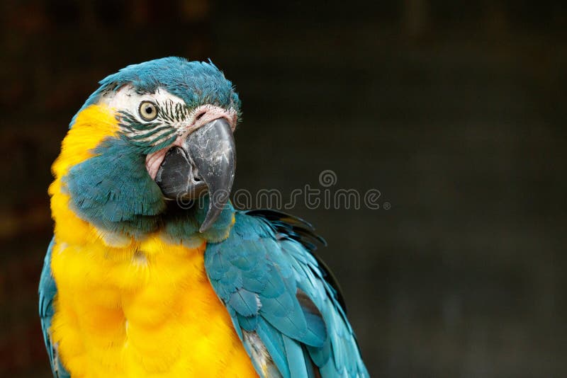 Parrot Turning His Head To Look at You Stock Image - Image of green ...