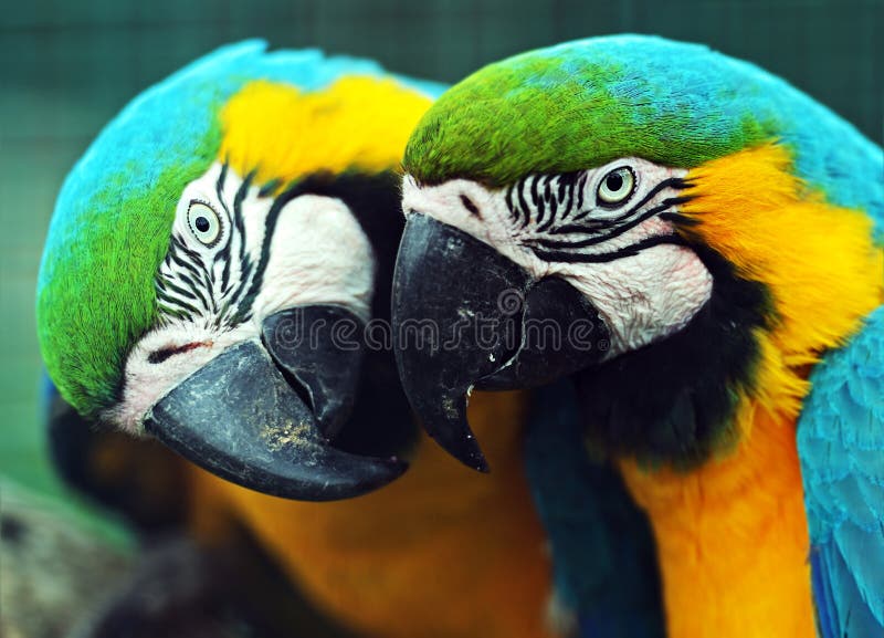 The king swan stock photo. Image of closeup, elegance, beauty - 62580