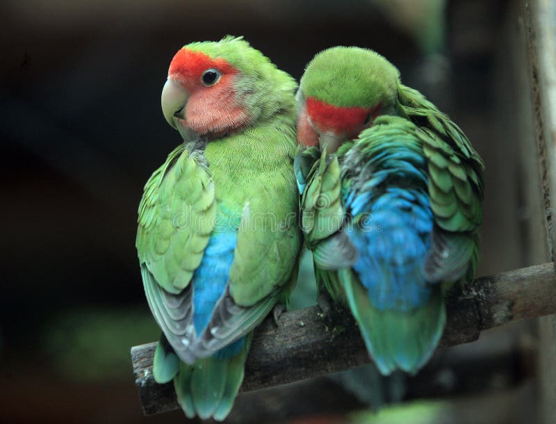 Parrot stock photo. Image of parrot, branch, companion - 31271232