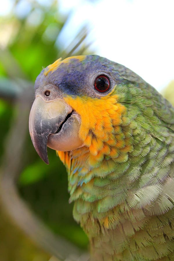 Venezuela Amazon Parrot On White Stock Photo - Image of colorful, large ...