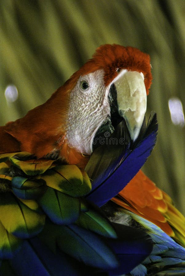 PArrot stock image. Image of yellow, mexico, aves, parrot - 94093649