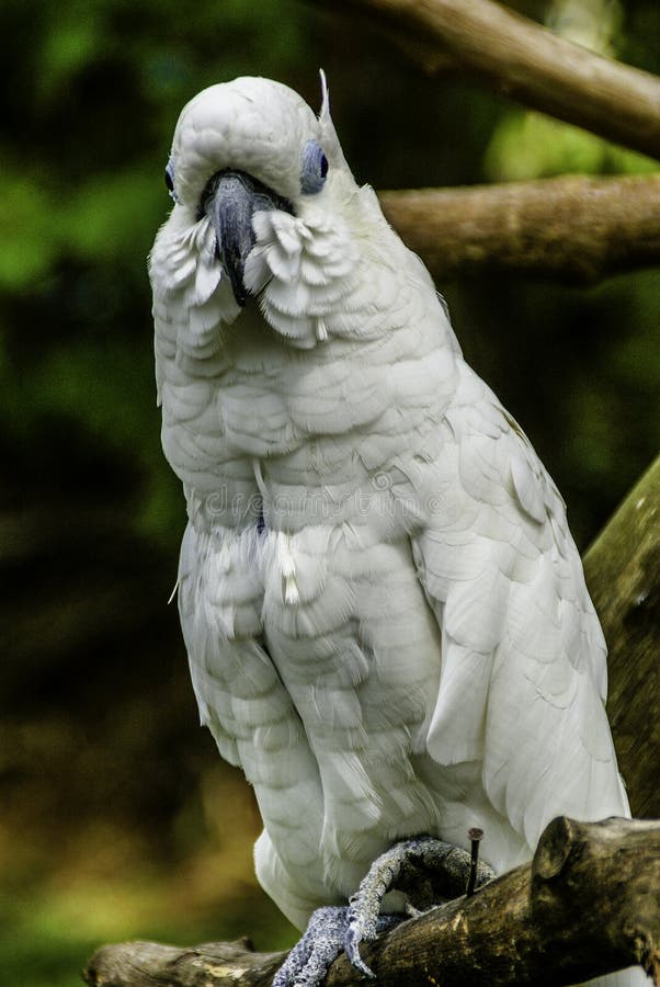 Perico stock photo. Image of animals, mexico, perico - 94093460