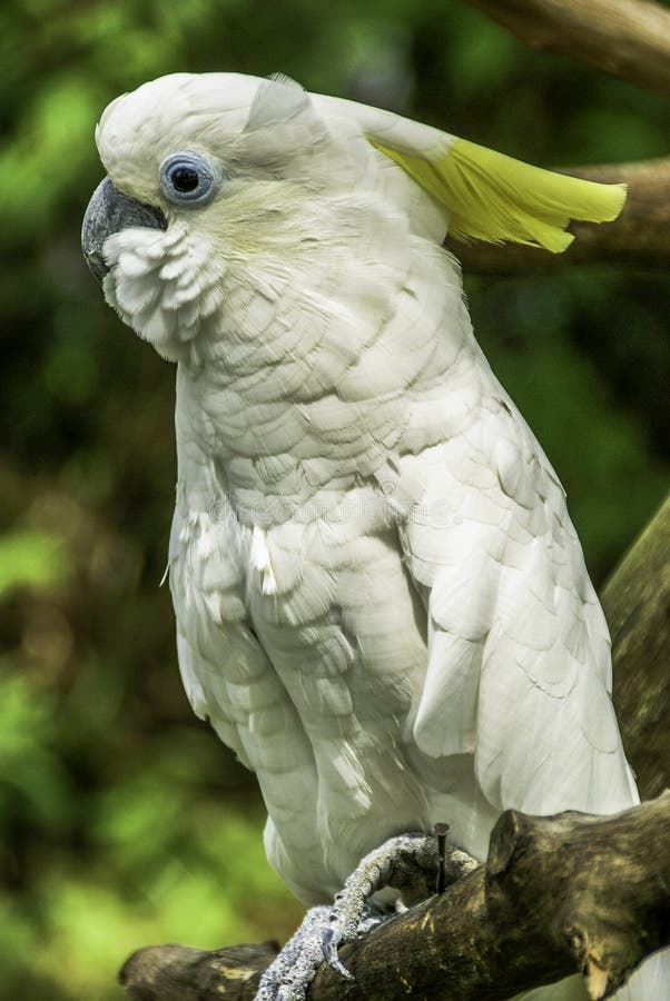 PArrot stock image. Image of mexico, bird, perico, aves - 94093705