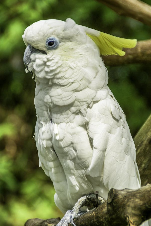 Perico stock photo. Image of animals, mexico, perico - 94093460