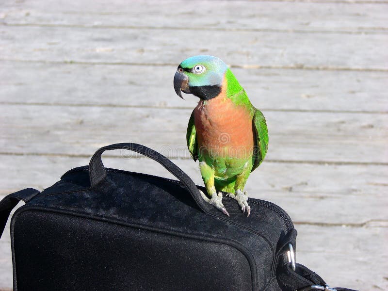 Parrot stock photo. Image of tropical, playful, home - 83232262