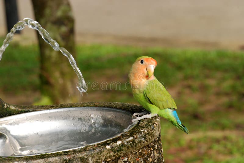 Parrot and water tap stock image. Image of animal, feather - 2578407