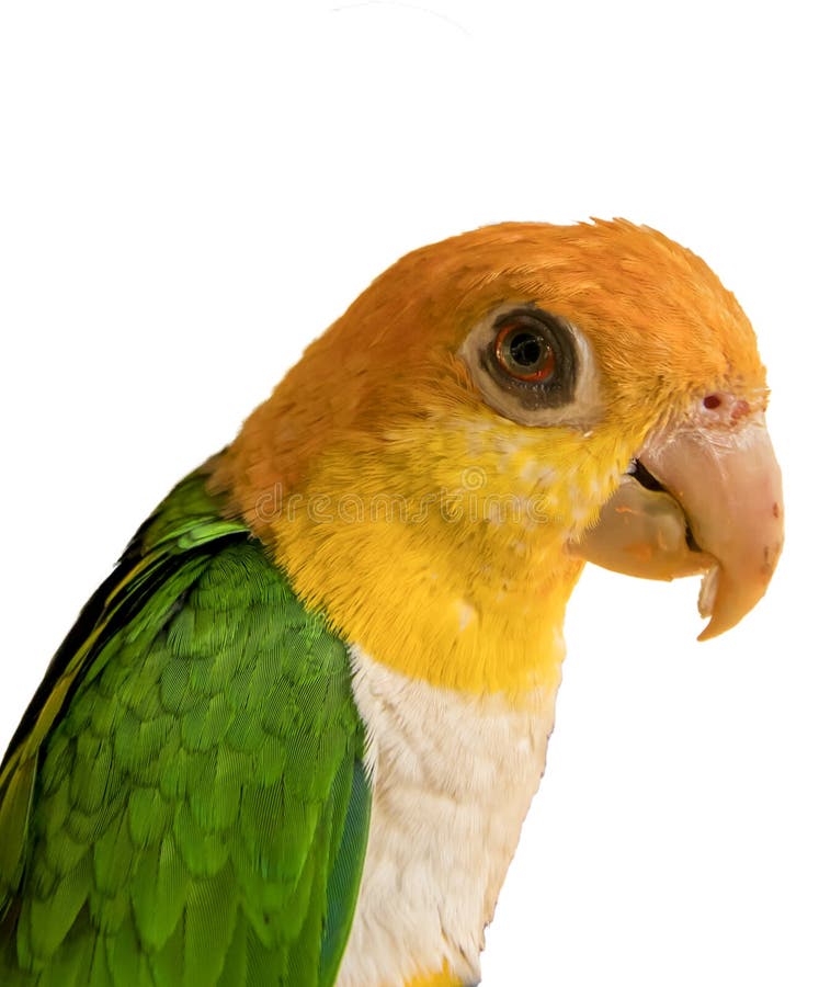 24,761 Parrot White Background Photos - Free & Royalty-Free Stock ...
