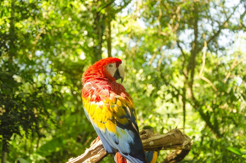 Parrot stock image. Image of park, brazil, awesome, macaw - 81269009