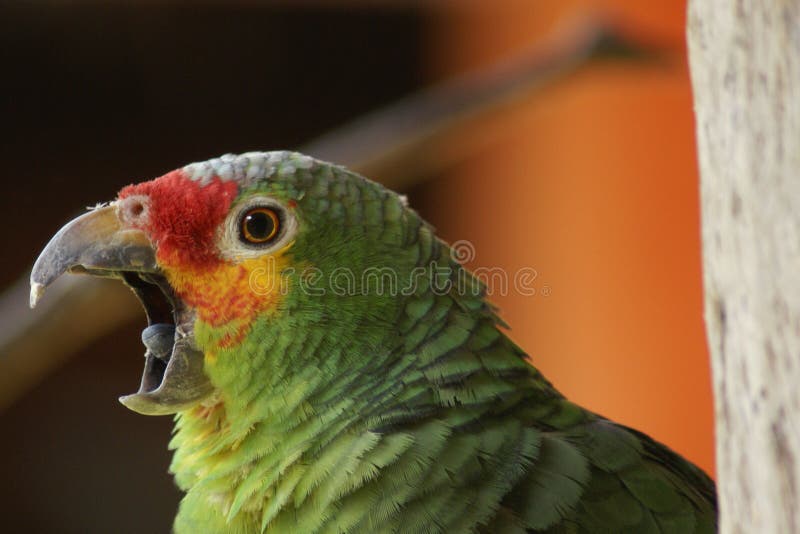 Parrot stock photo. Image of angry, yelling, parrot, green - 40770864