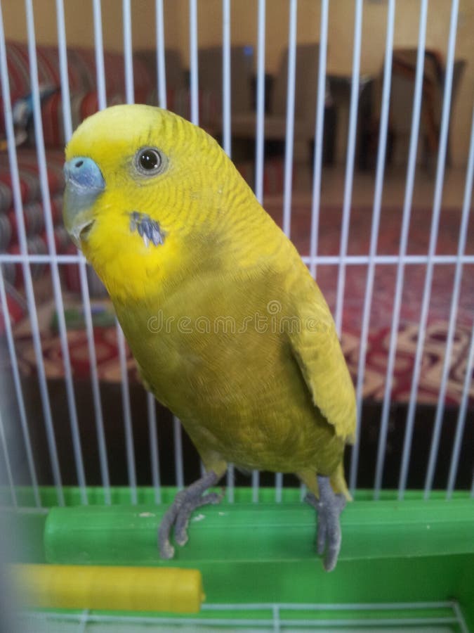 A parrot yellow stock image. Image of parrot, yellow - 148377321
