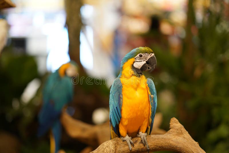 Parrot stock image. Image of yellow, parrot, pinion - 103246667