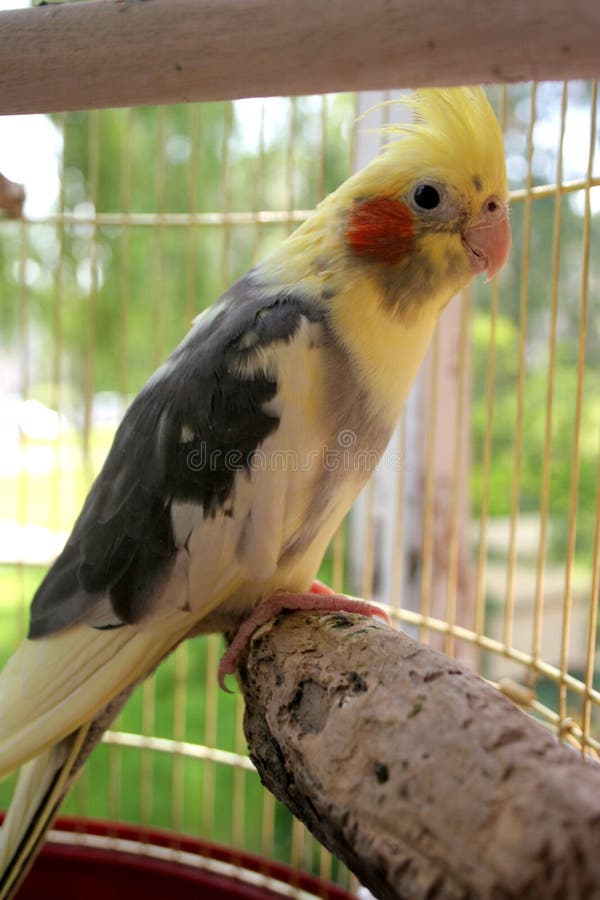 272 Cheeks Parrot Photos - Free & Royalty-Free Stock Photos from Dreamstime