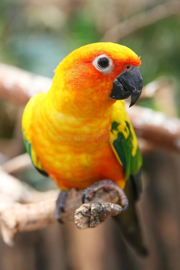 Parrot stock photo. Image of coat, parrot, feather, yellow - 55287318
