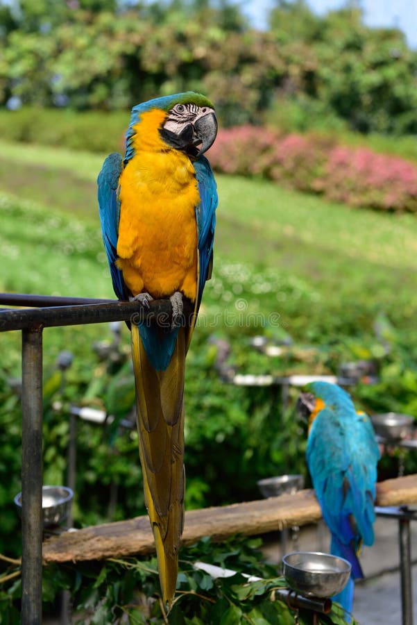 Parrot stock photo. Image of parrot, multicolour, bird - 60946002
