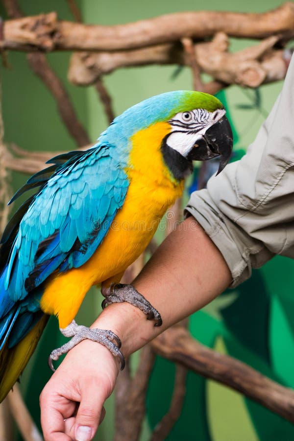 Parrot in the zoo stock photo. Image of jungle, nature - 134334720