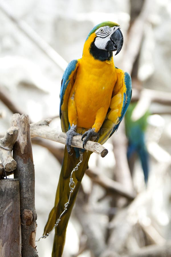 Parrot in zoo stock image. Image of perch, parakeet, exotic - 31547795
