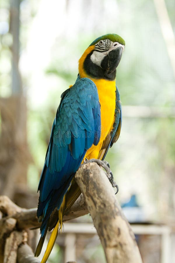 Parrot stock image. Image of feather, animal, tail, parrot - 31547675