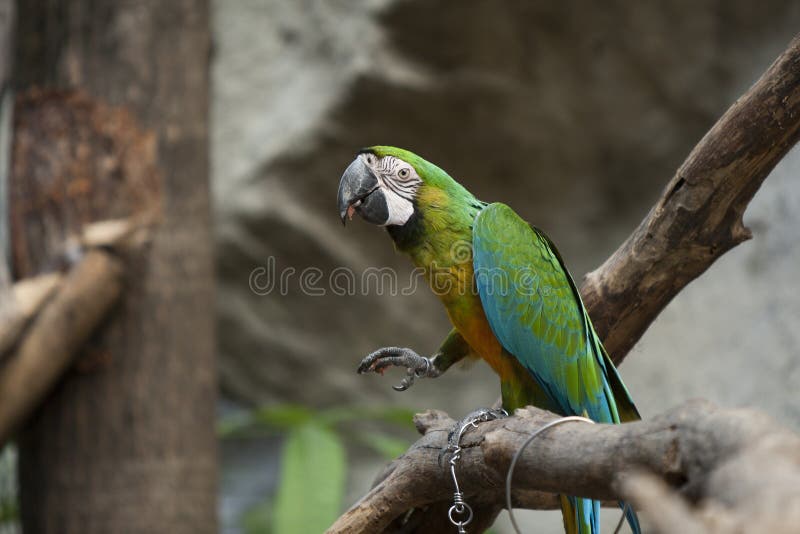 Parrot in zoo stock image. Image of green, beak, perch - 31547657