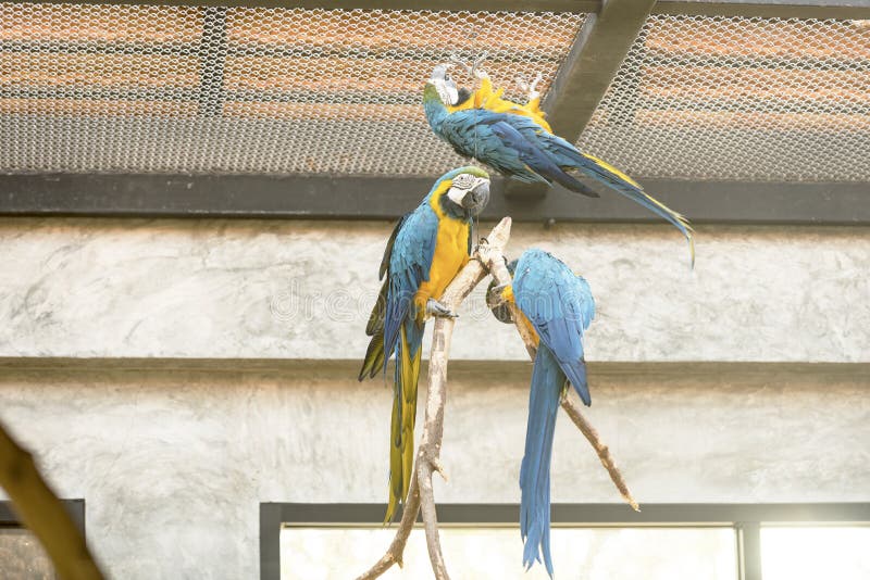 Parrot in Zoo Thailand 2020 Stock Photo - Image of beak, portrait ...