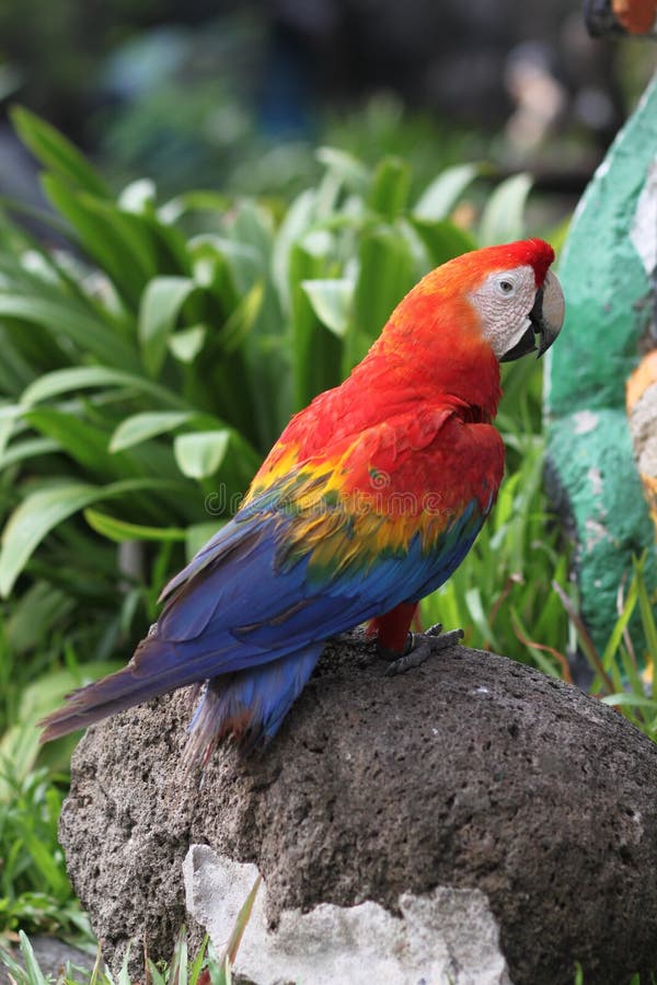 Parrot in Zoo Thailand,Safari World Stock Image - Image of thailand ...